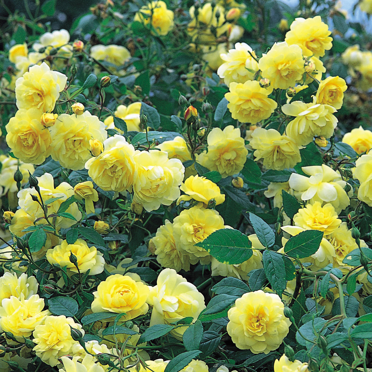 Blythe Spirit (Auschool) | English Shrub Rose | David Austin Roses