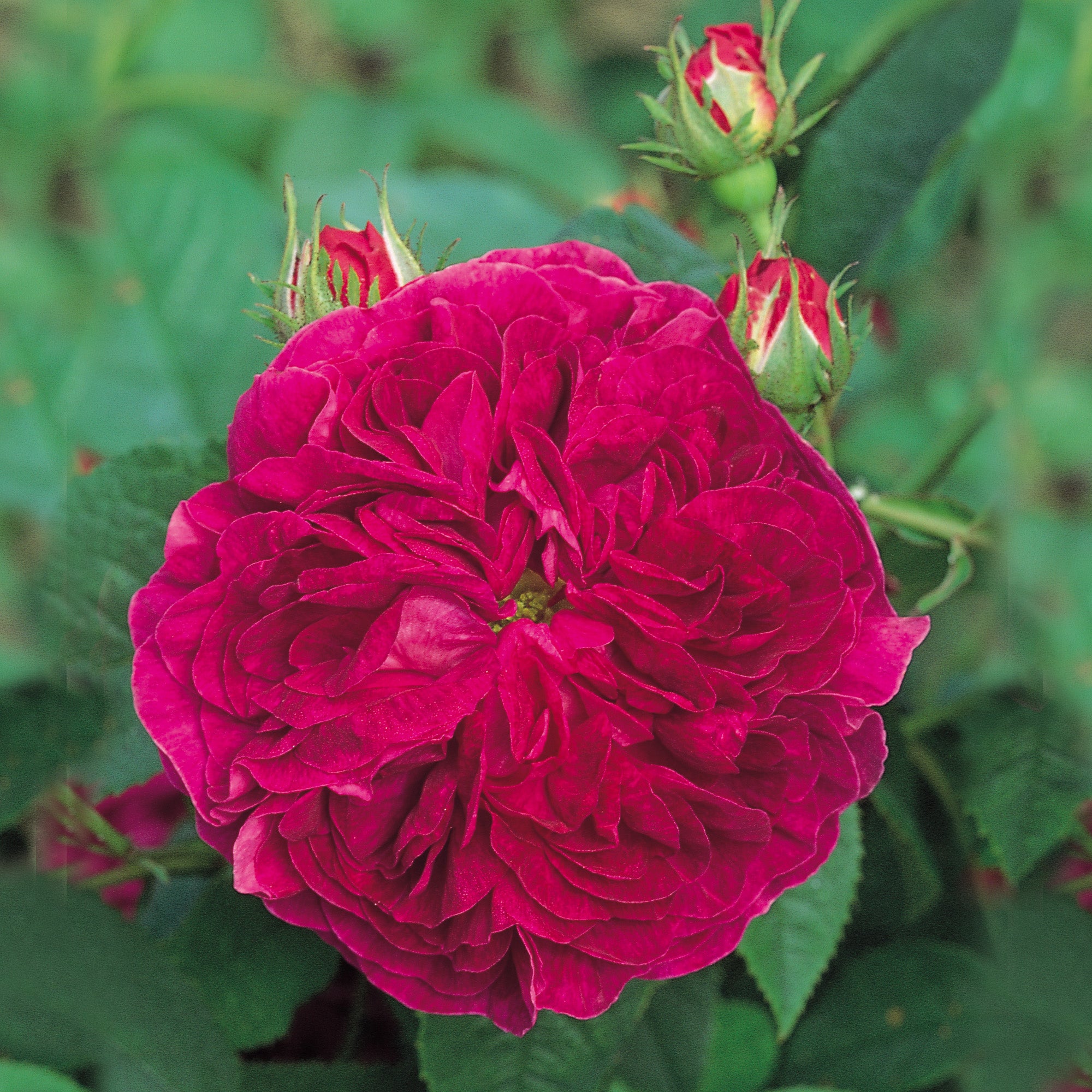 Charles de Mills | Old Rose | David Austin Roses