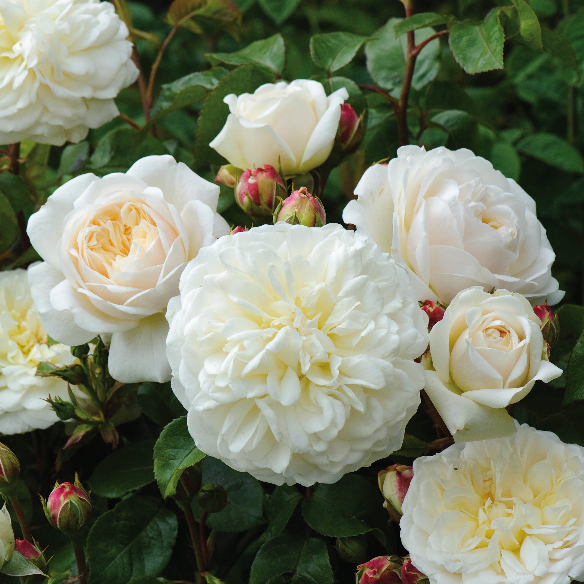Tranquillity (Ausnoble) | English Shrub Rose | David Austin Roses