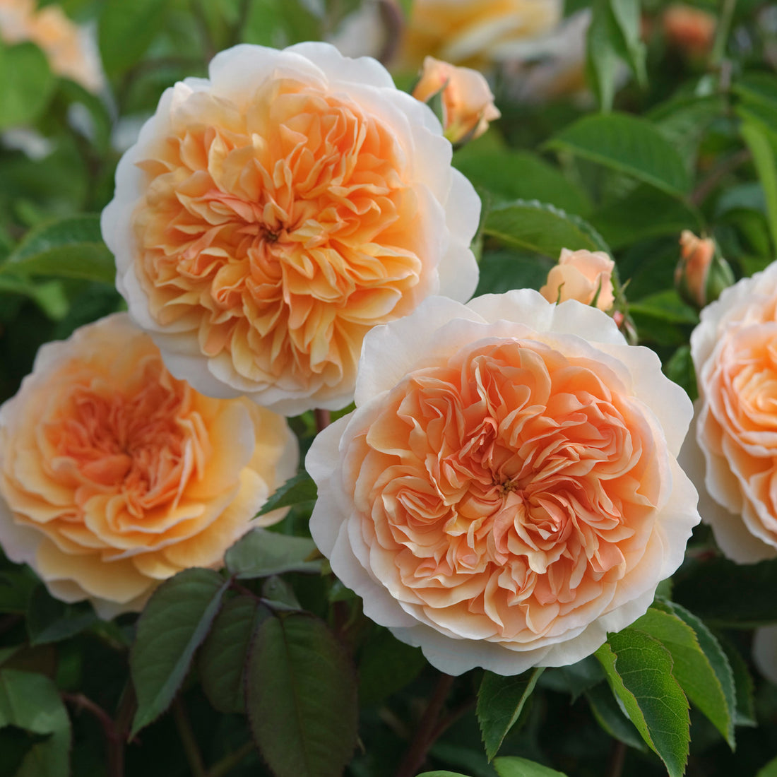 Port Sunlight (Auslofty) | English Standard Tree Rose | David Austin Roses