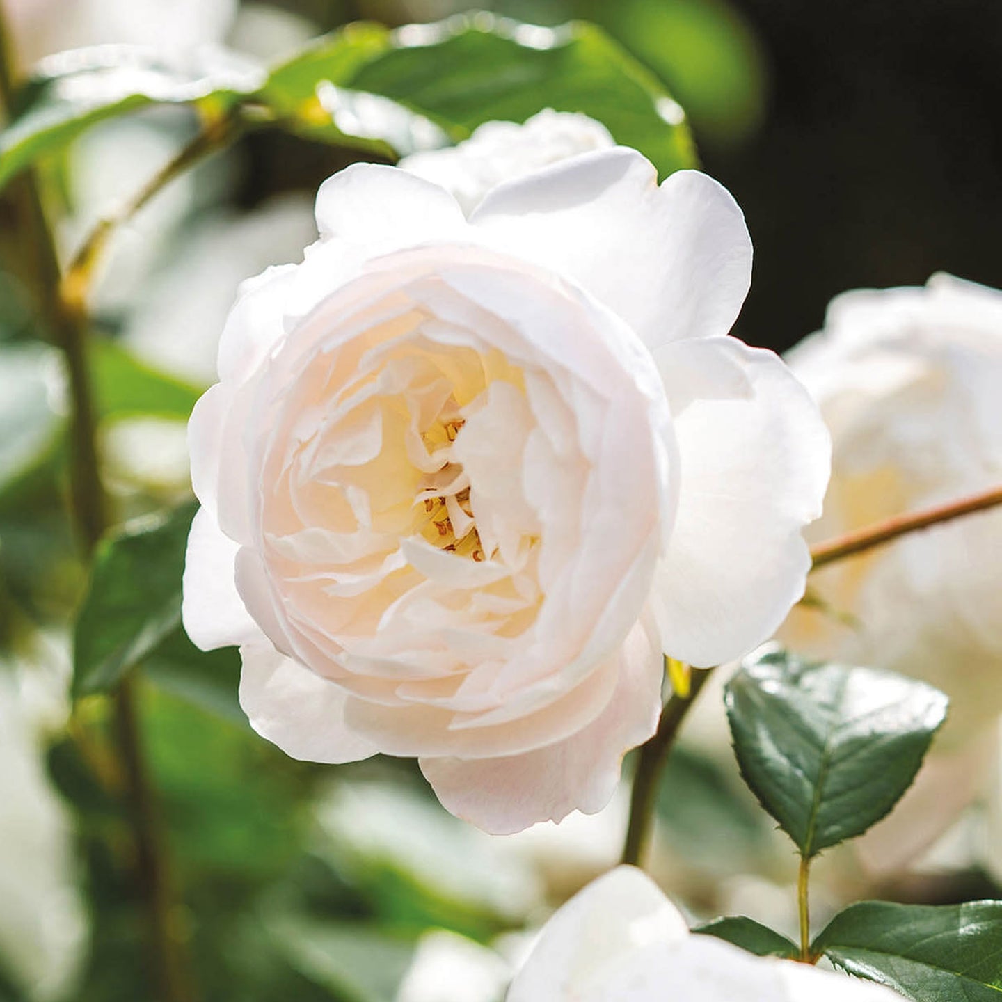 Desdemona (Auskindling) | English Standard Tree Rose | David Austin Roses