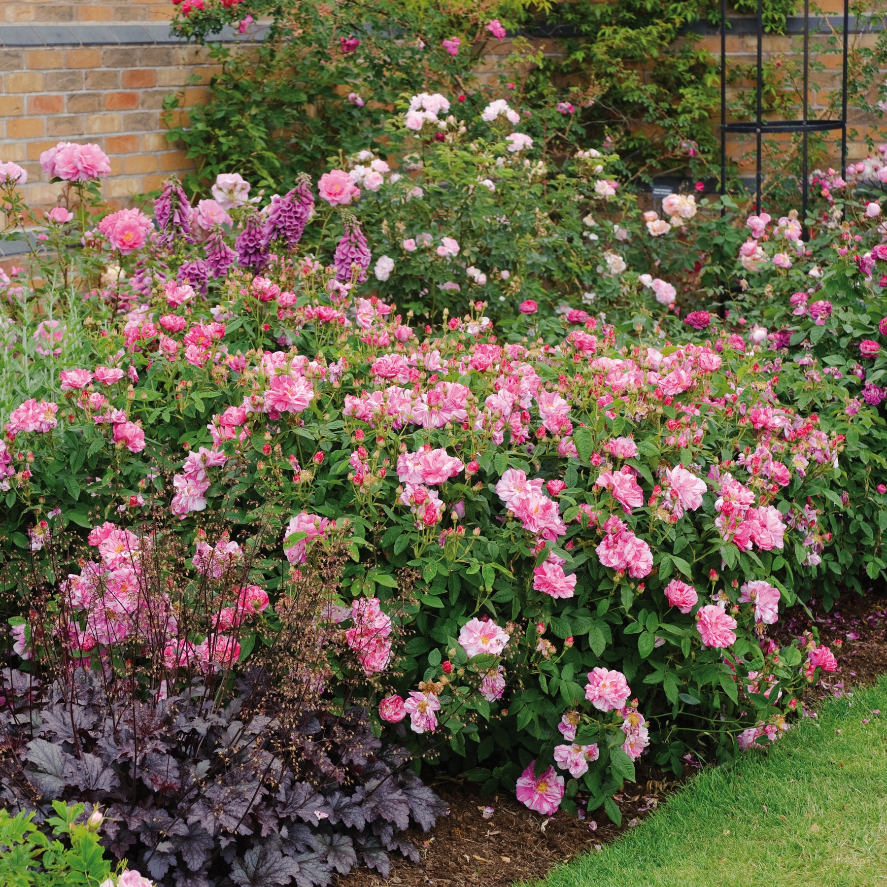 Rosa Mundi | Old Rose | David Austin Roses