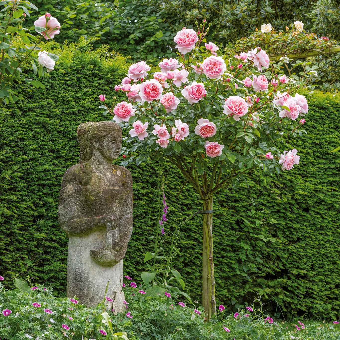 Wildeve (Ausbonny) | English Standard Tree Rose | David Austin Roses