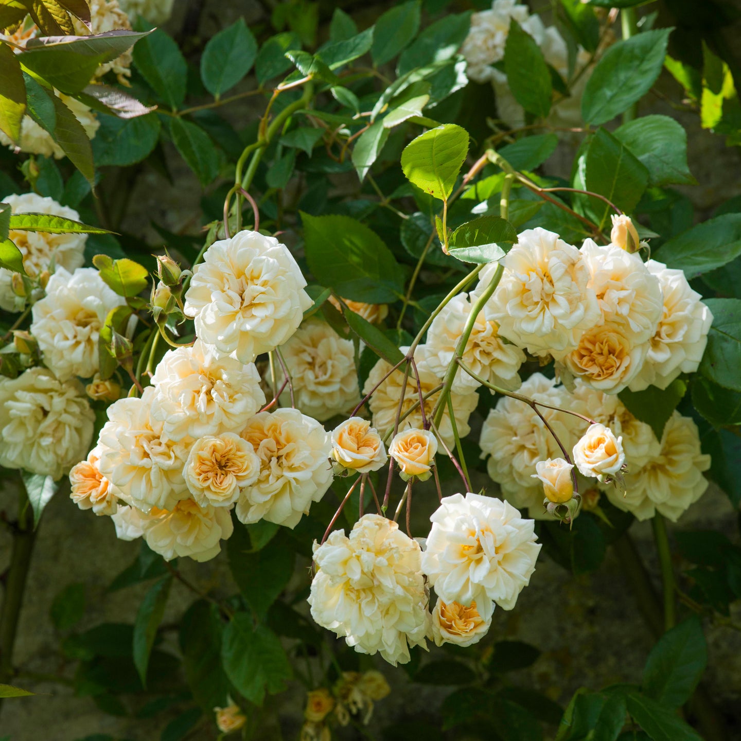 Alister Stella Gray | Climbing Rose | David Austin Roses