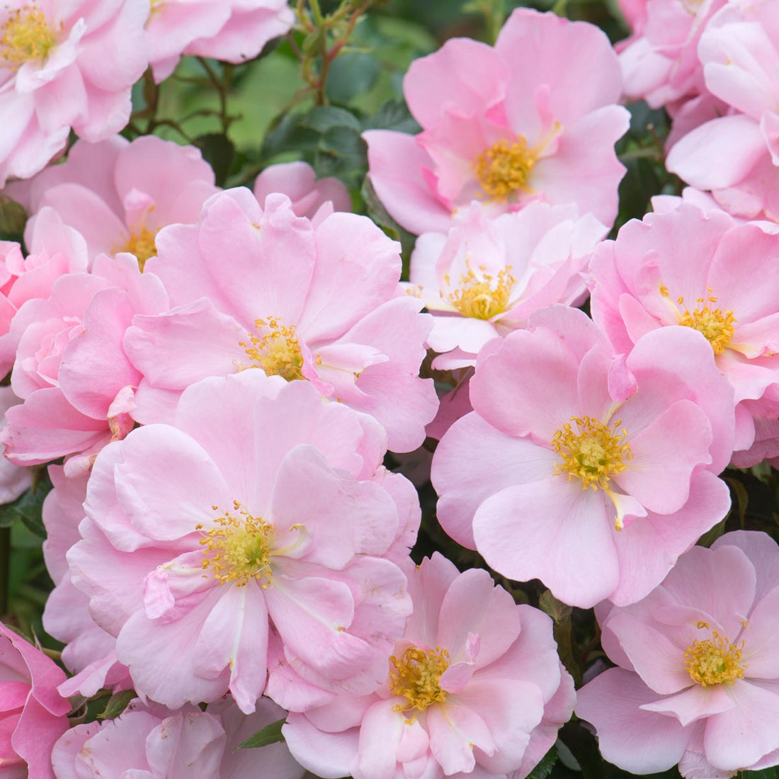 Queen Mother | Patio Rose | David Austin Roses