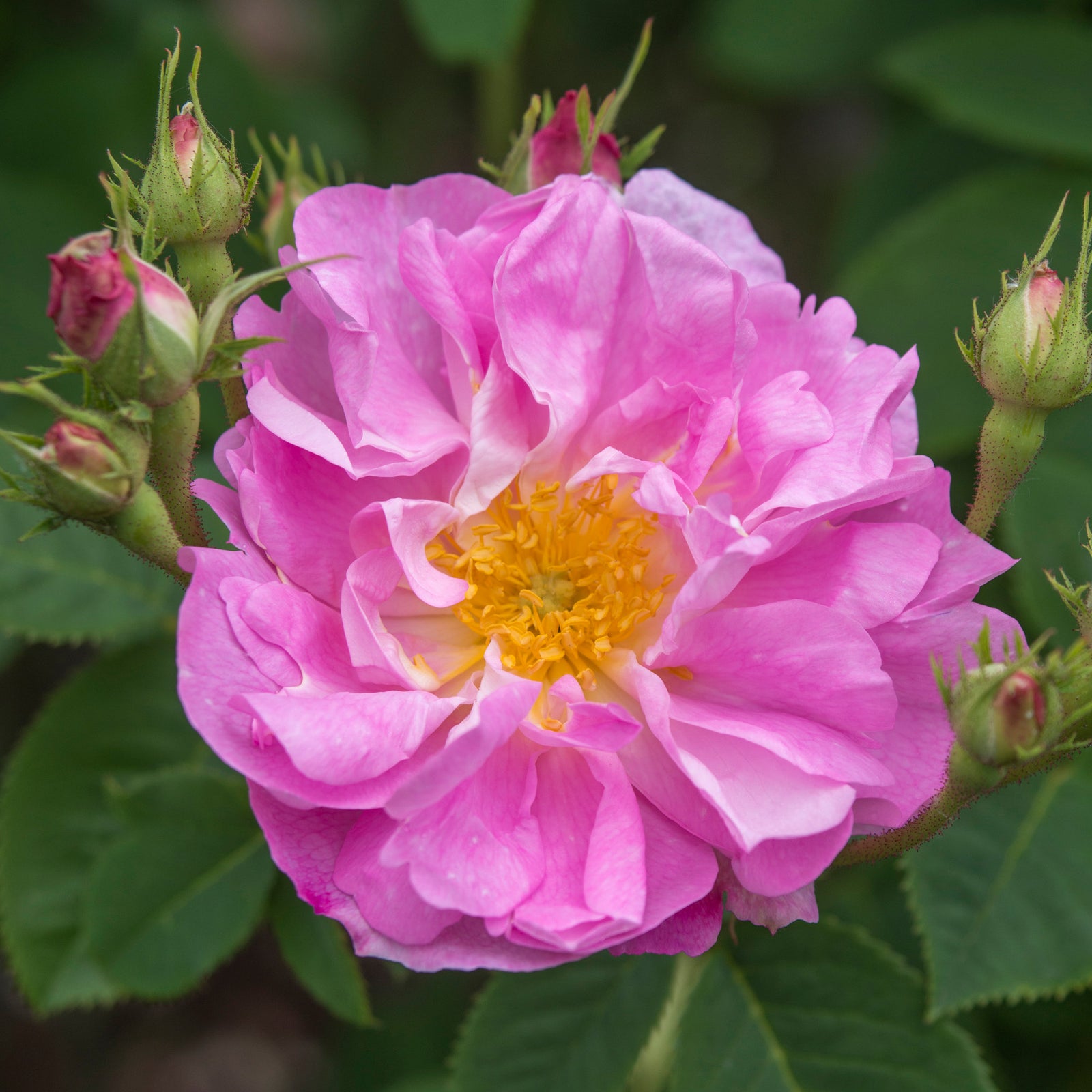 Alba Roses | David Austin Roses