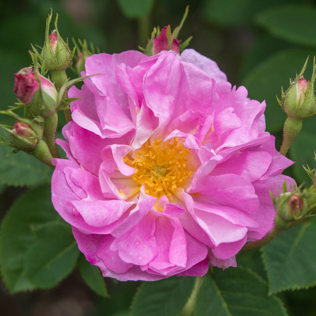 Amelia | Old Rose | David Austin Roses