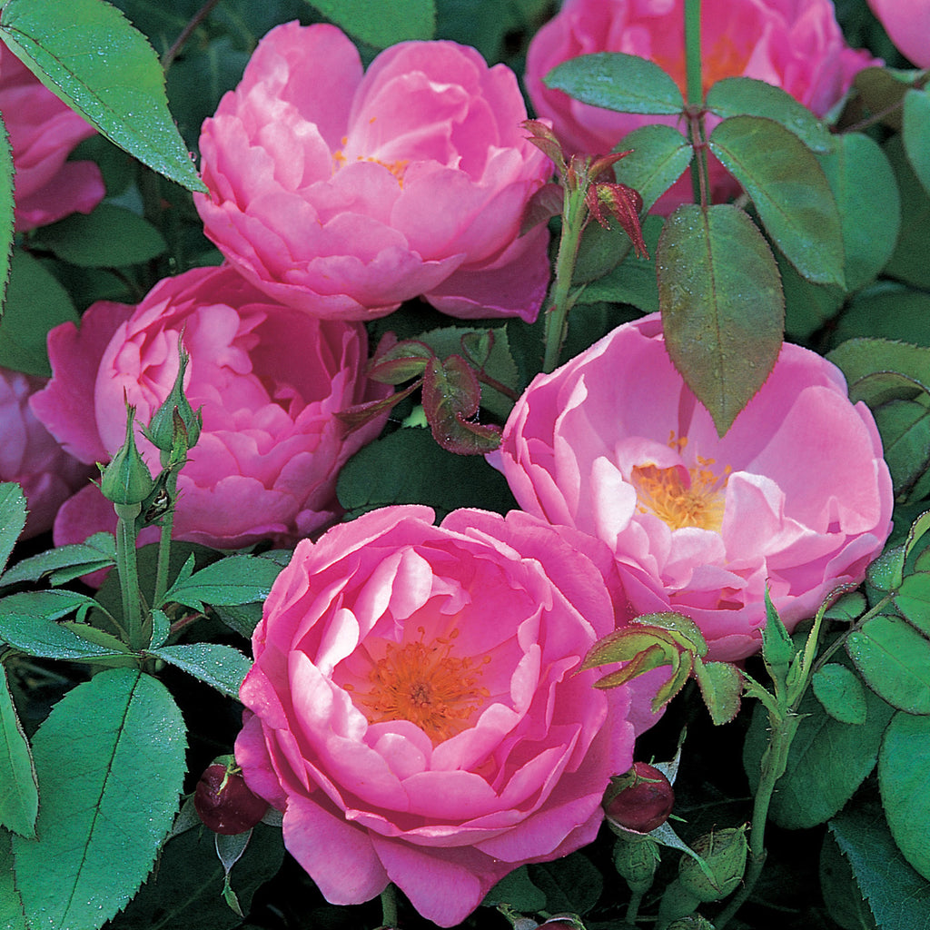 Corvedale | English Shrub Rose | David Austin Roses