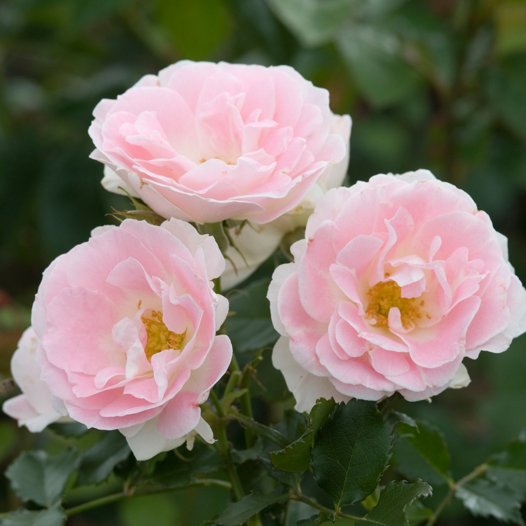 Patio Roses | David Austin Roses