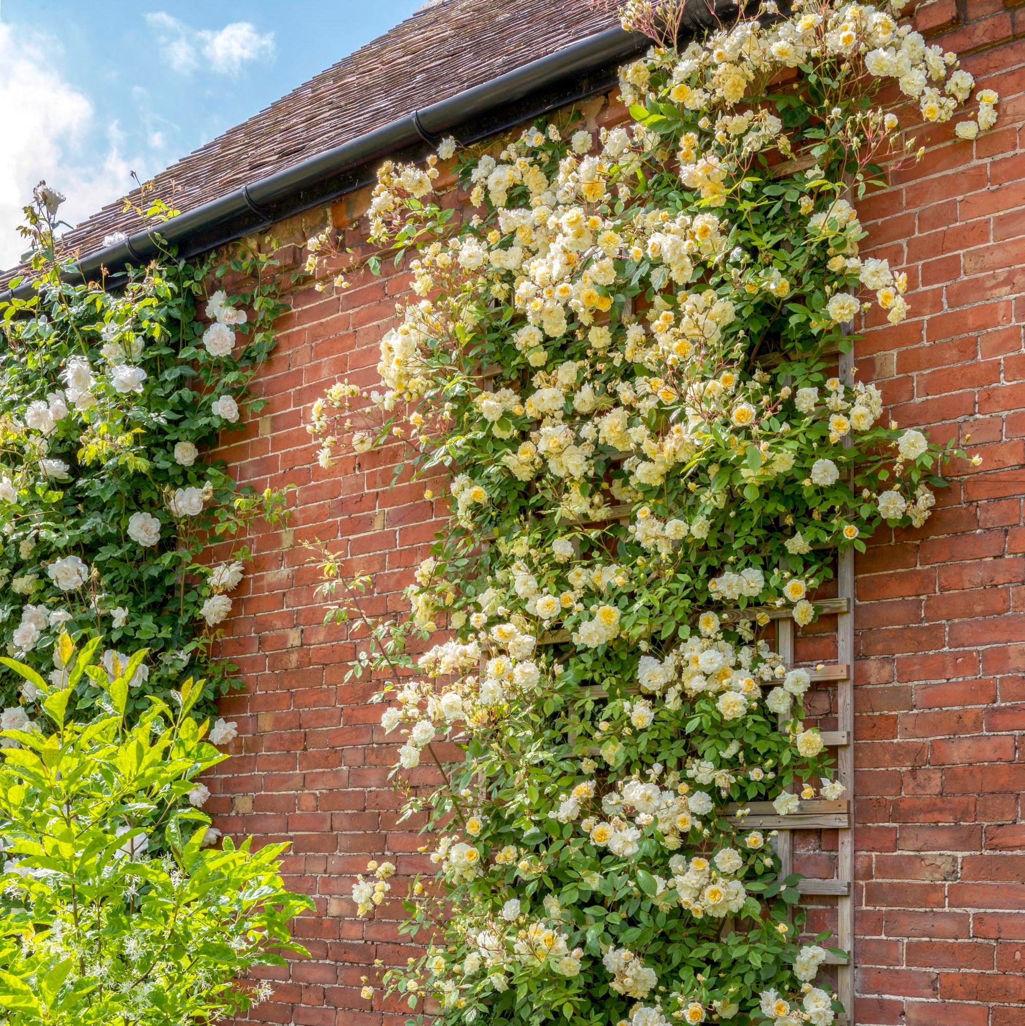 Malvern Hills | English Rambling Rose | David Austin Roses