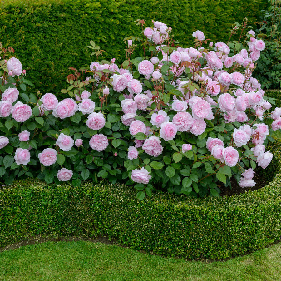 Olivia Rose Austin Hedging Bundle | 10 English Roses | David Austin Roses