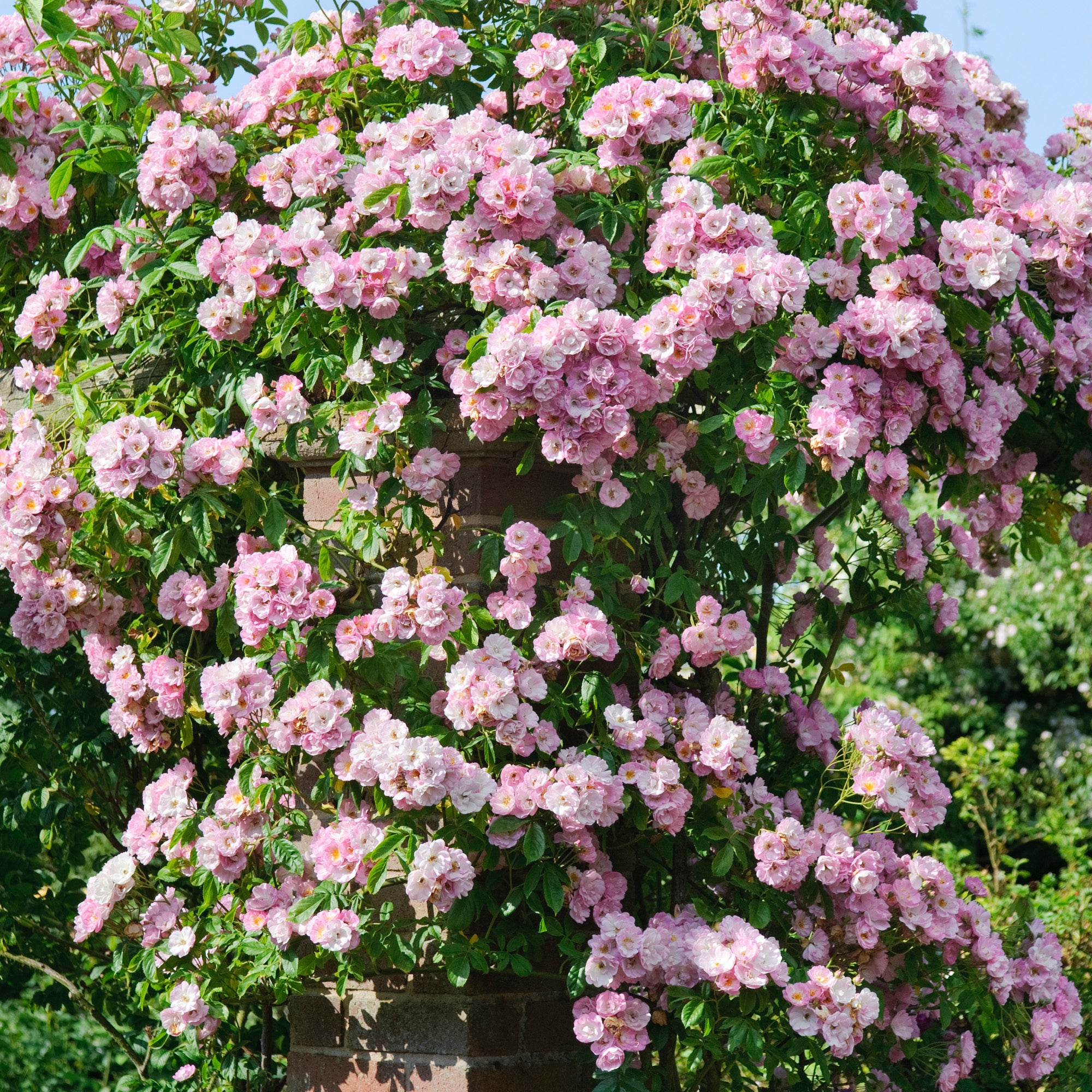 Blush Rambler | Rambling Rose | David Austin Roses