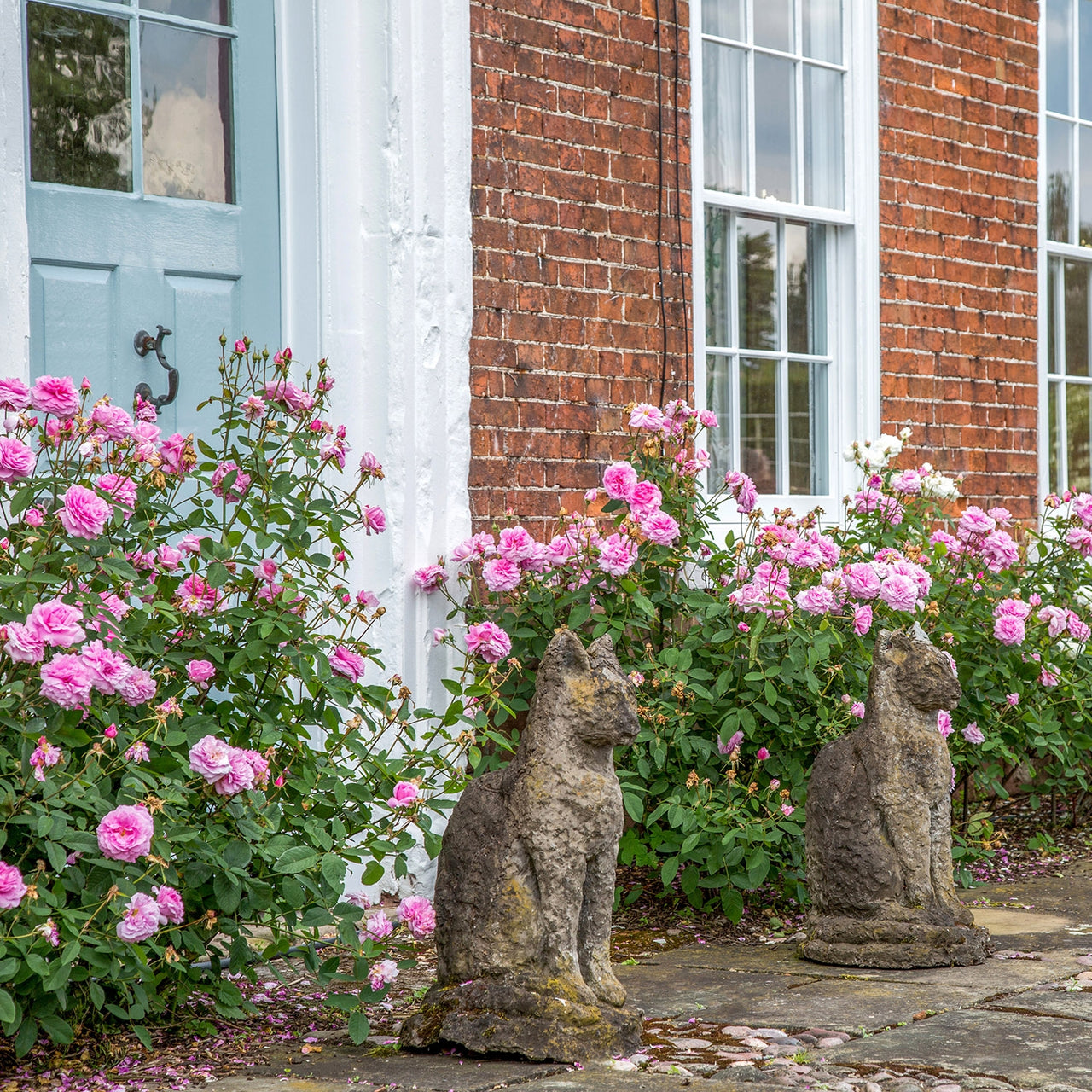 The Mayflower (Austilly) | English Shrub Rose | David Austin Roses