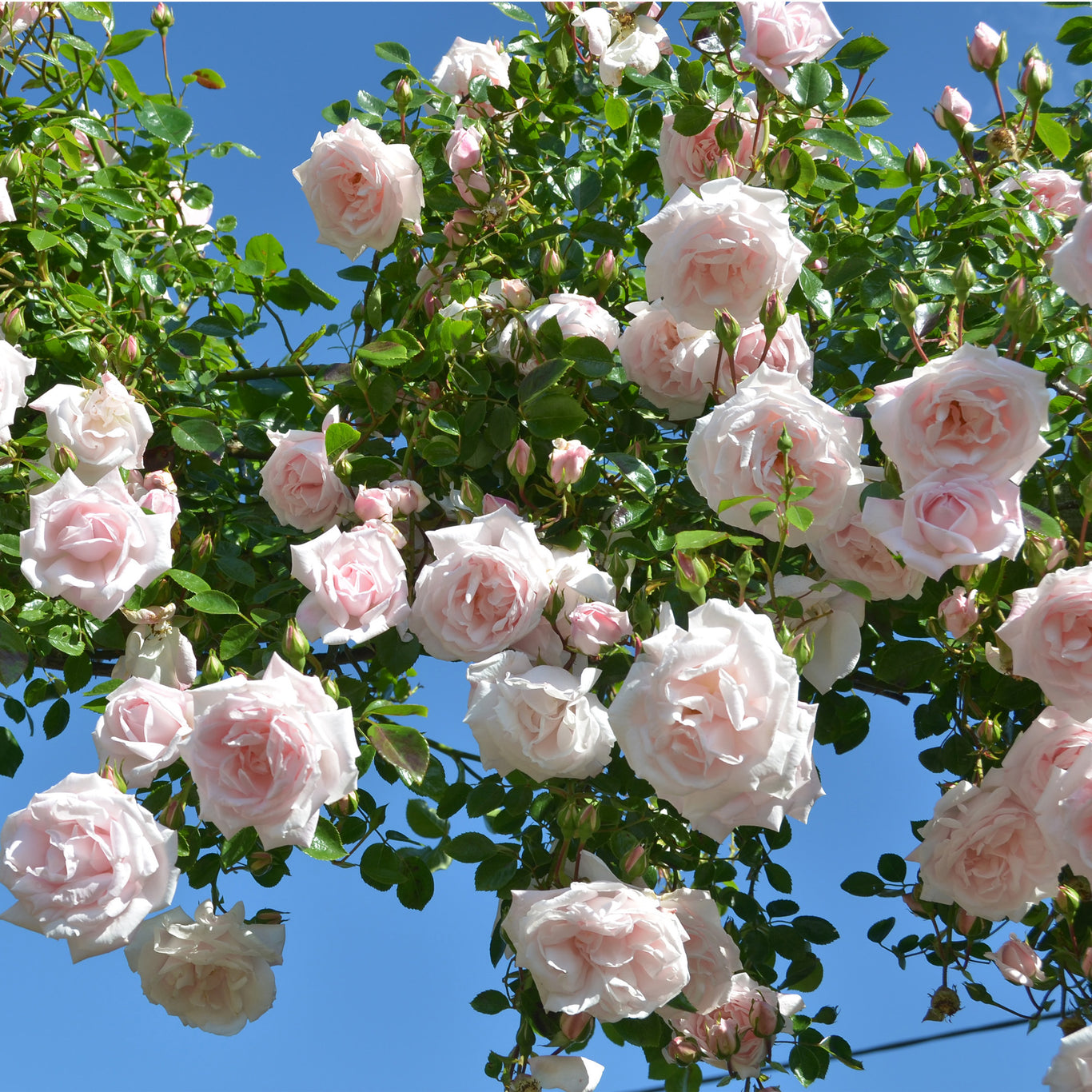 New Dawn | Climbing Rose | David Austin Roses