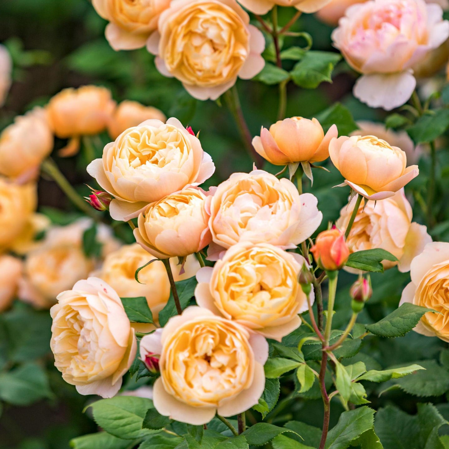 Roald Dahl (Ausowlish) | English Shrub Rose | David Austin Roses