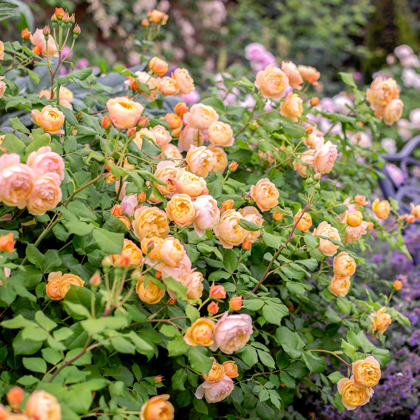 Roald Dahl (Ausowlish) | English Standard Tree Rose | David Austin Roses