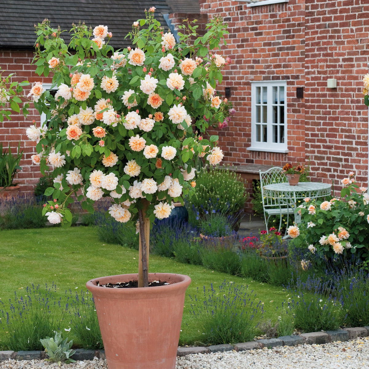 Grace (Auskeppy) | English Standard Tree Rose | David Austin Roses