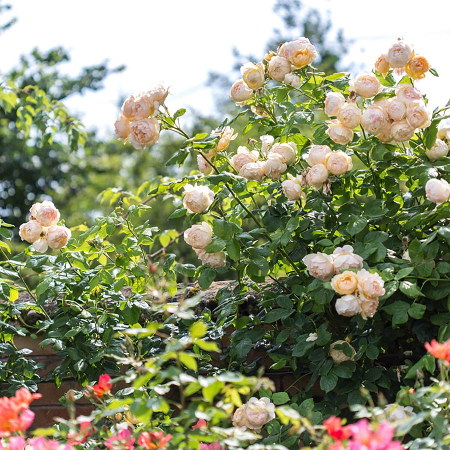 Wollerton Old Hall (Ausblanket) | English Climbing Rose | David Austin ...