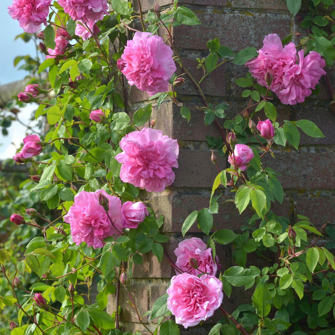 Mme. Sancy de Parabère | Rambling Rose | David Austin Roses