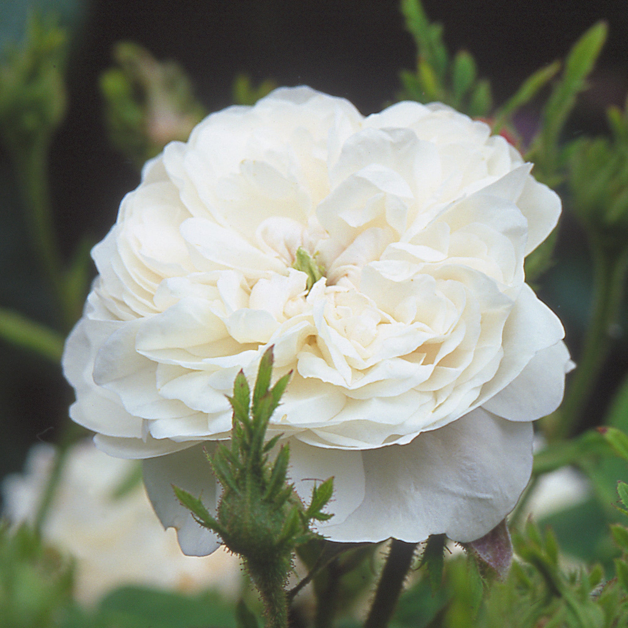 Mme. Hardy | Old Rose | David Austin Roses