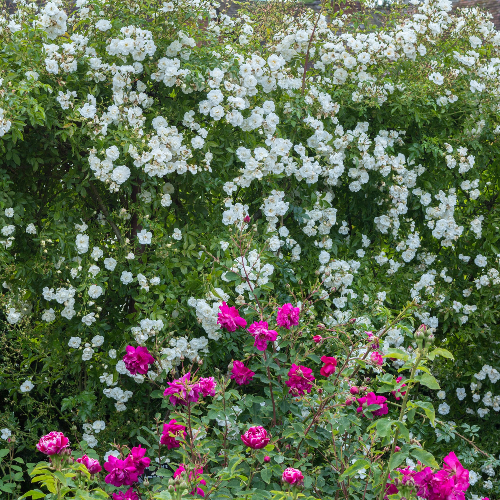 Sanders' White | Rambling Rose | David Austin Roses