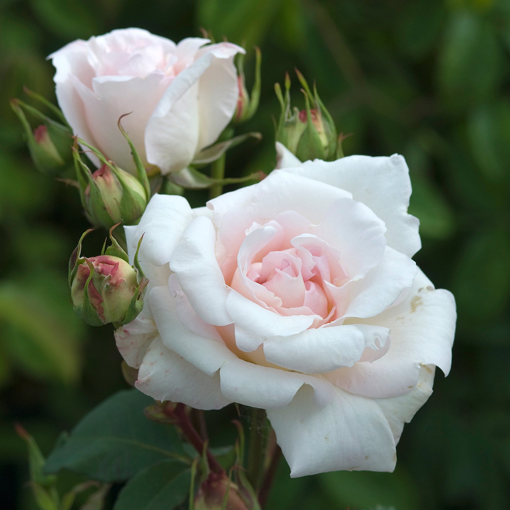 Mme. Butterfly | Climbing Rose | David Austin Roses