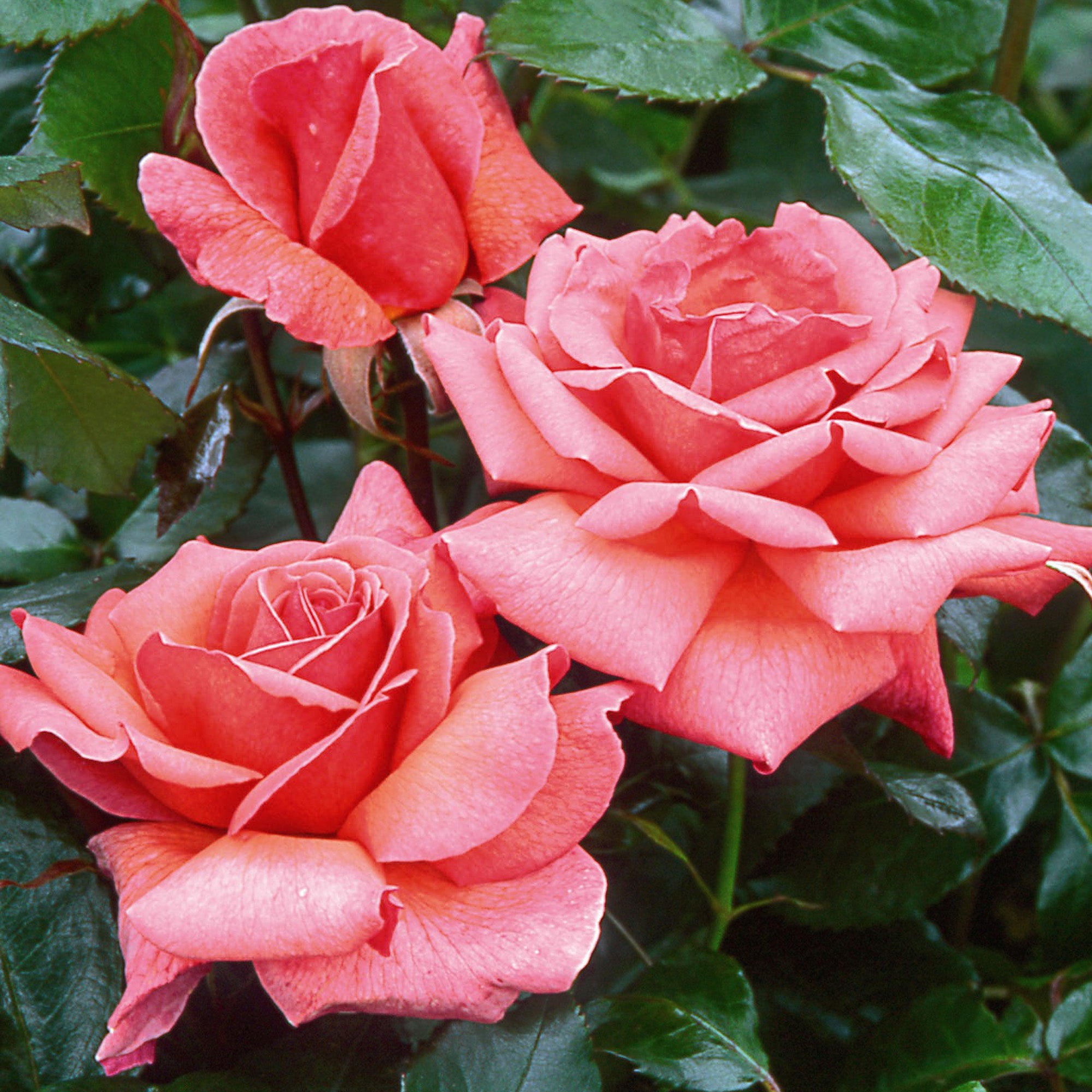 Braveheart | Floribunda | David Austin Roses