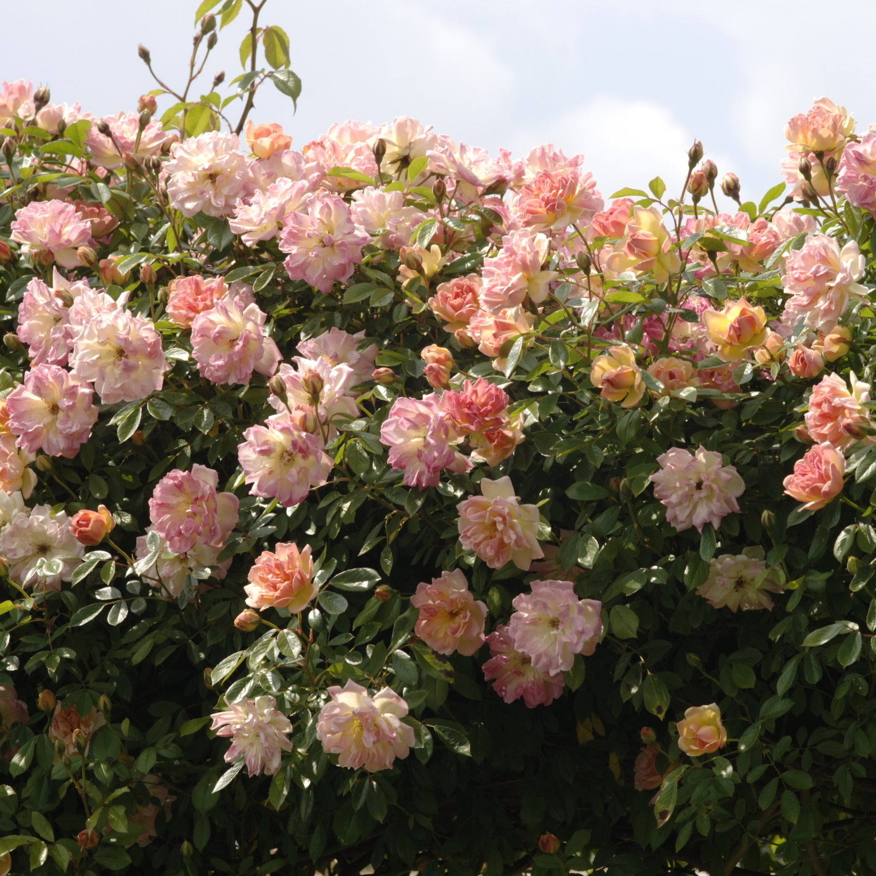 How to Plant Rambling Roses Up Trees