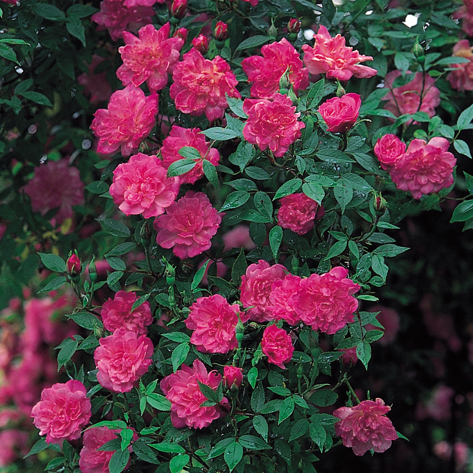 Pompon Blanc Parfait | Climbing Rose | David Austin Roses