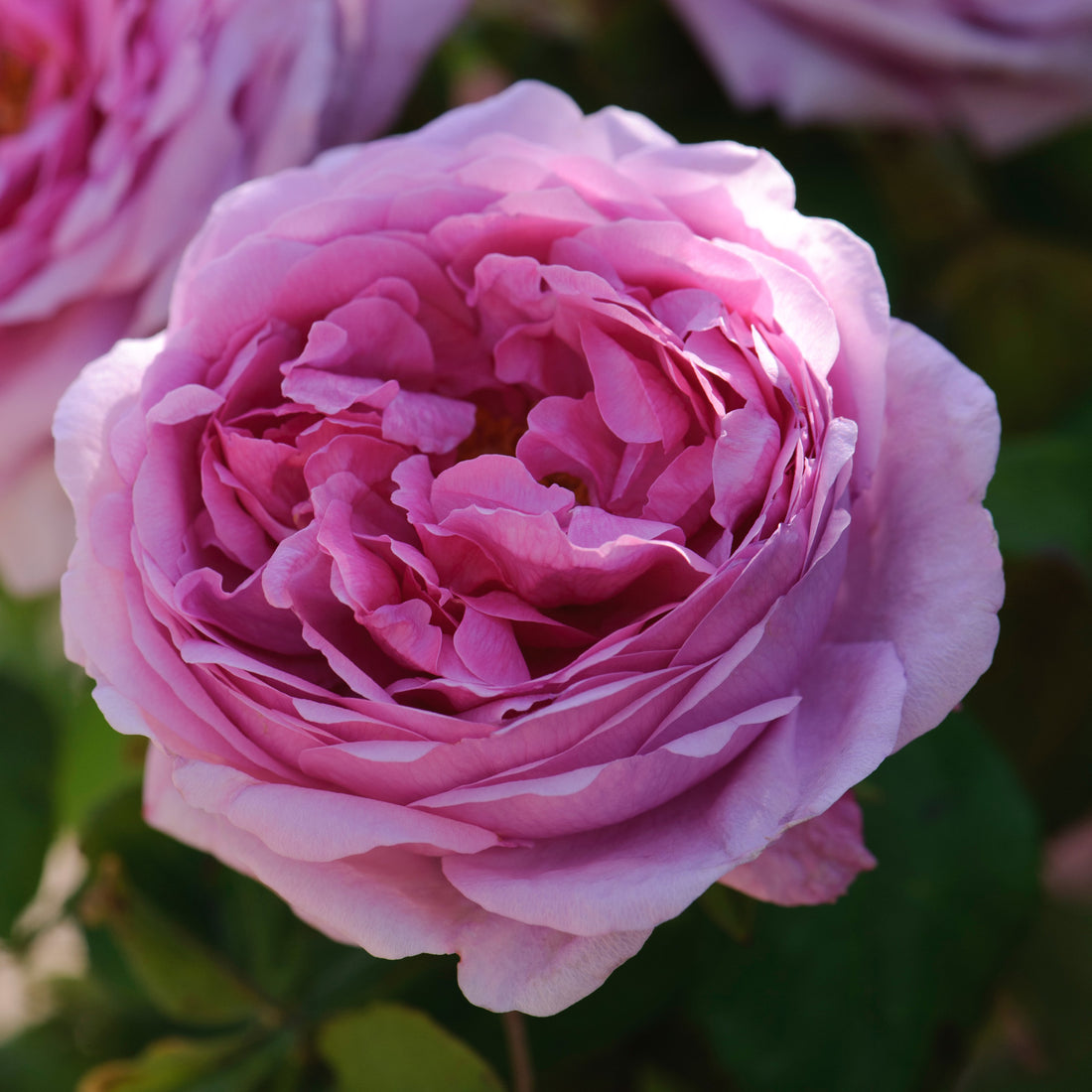 Old Roses | David Austin Roses