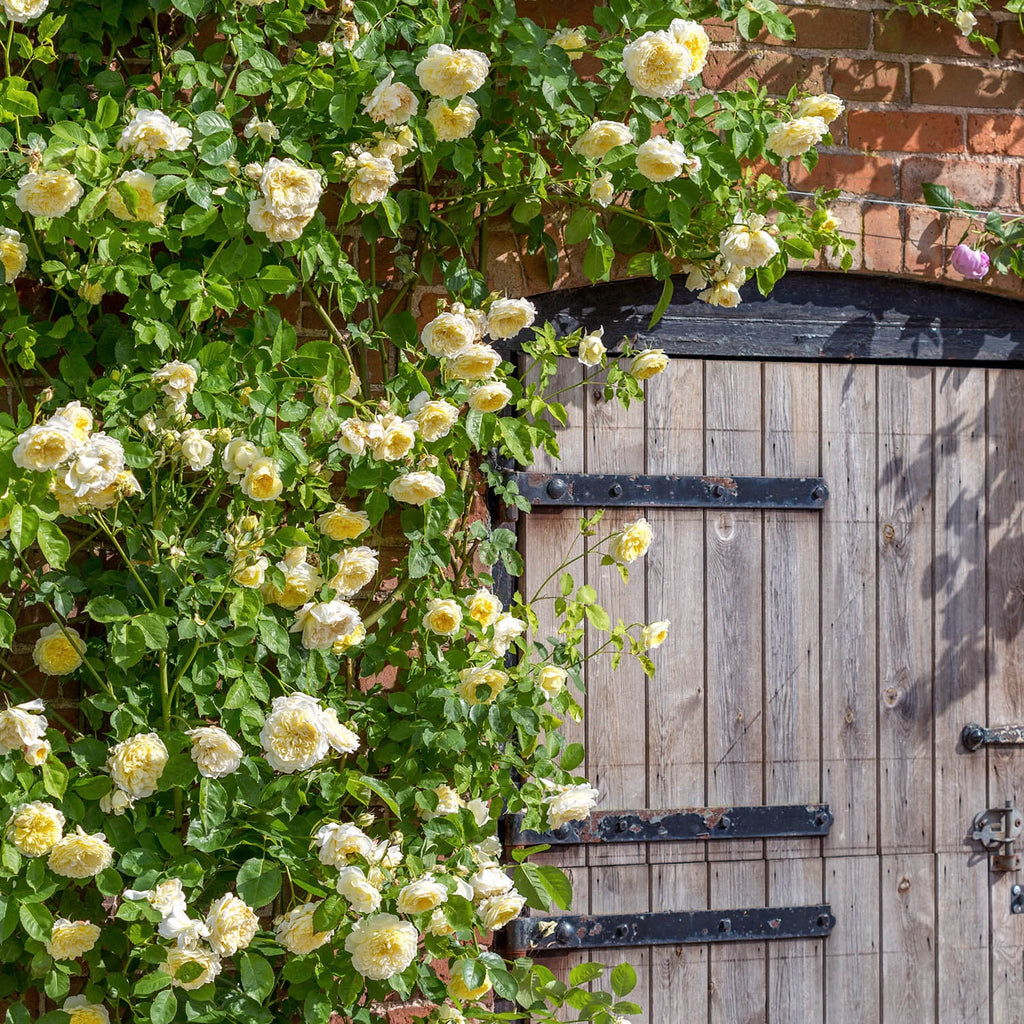 The Pilgrim | English Climbing Rose | David Austin Roses