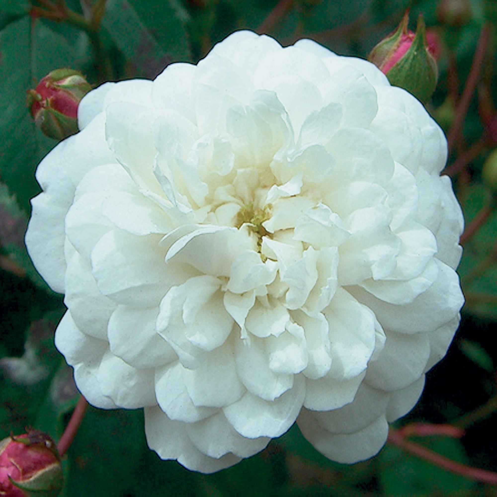 Little White Pet | Shrub Rose | David Austin Roses