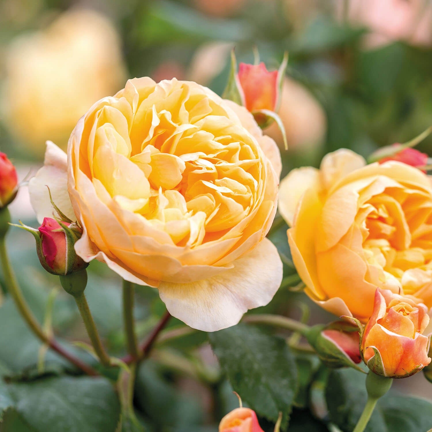 Roald Dahl (Ausowlish) | English Standard Tree Rose | David Austin Roses