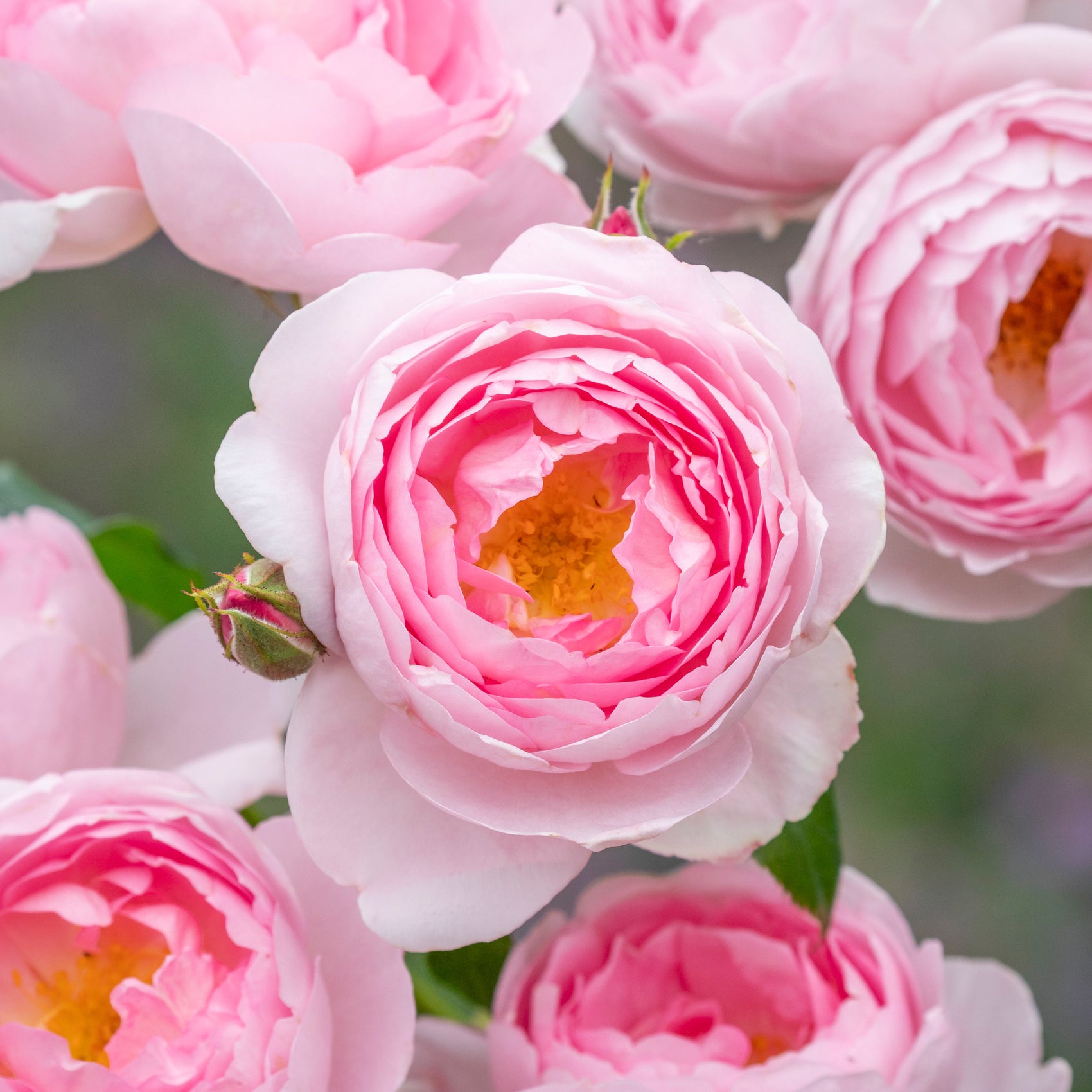 Bee Friendly Roses - David Austin Roses