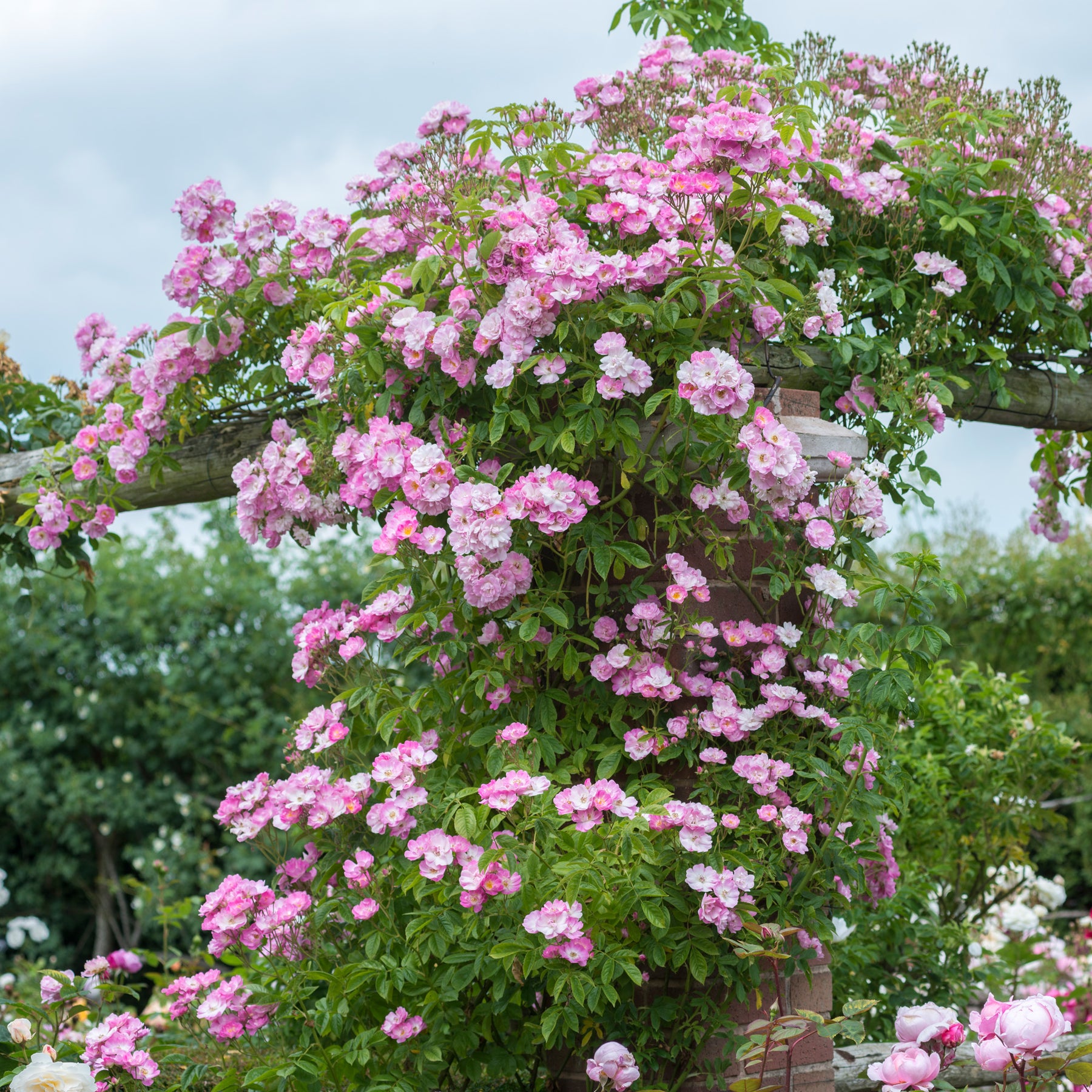 Blush Rambler | Rambling Rose | David Austin Roses