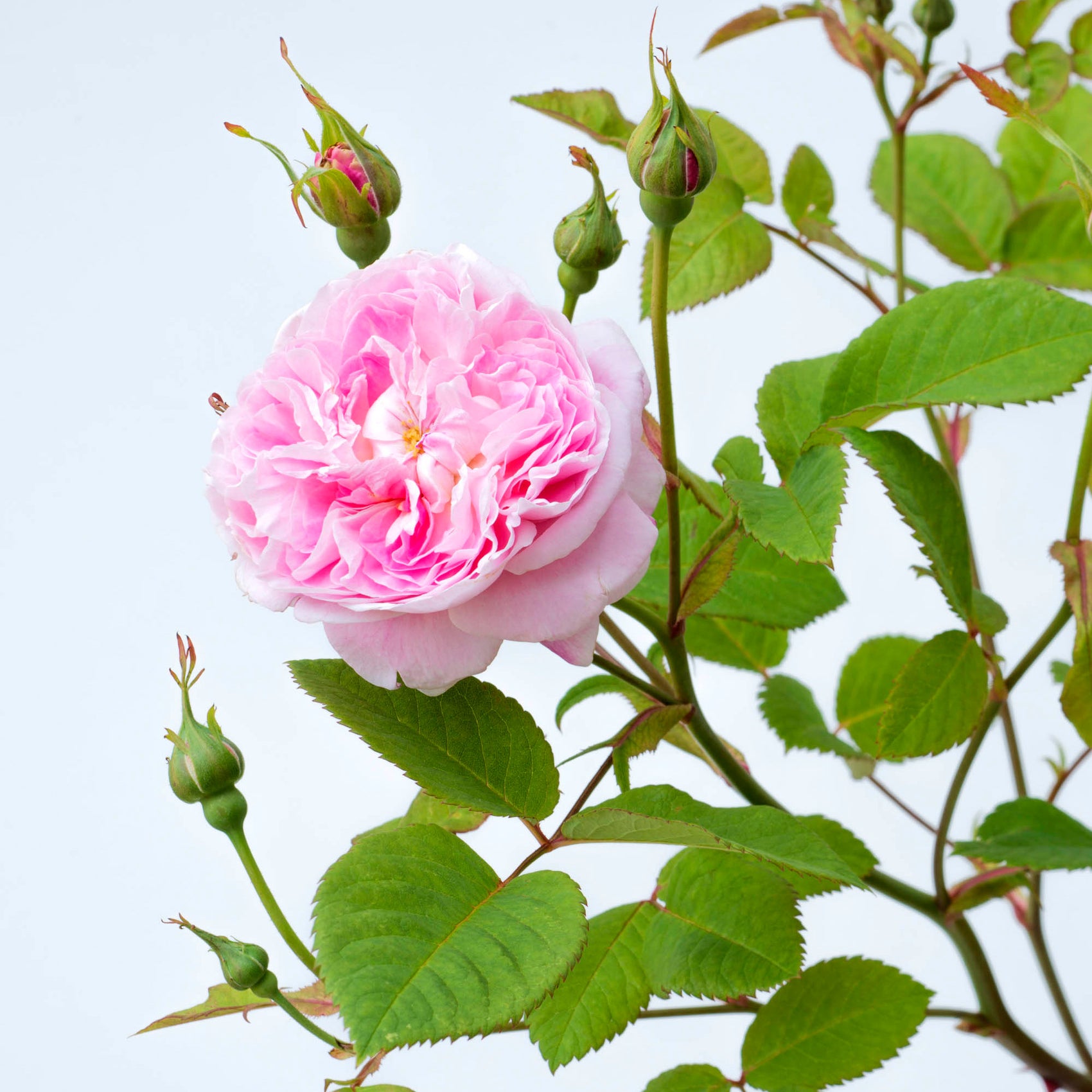 Queen Anne (Austruck) | English Shrub Rose | David Austin Roses