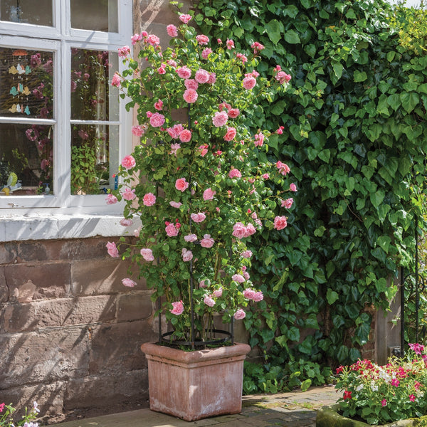 Strawberry Hill (Ausrimini) | English Climbing Rose | David Austin Roses