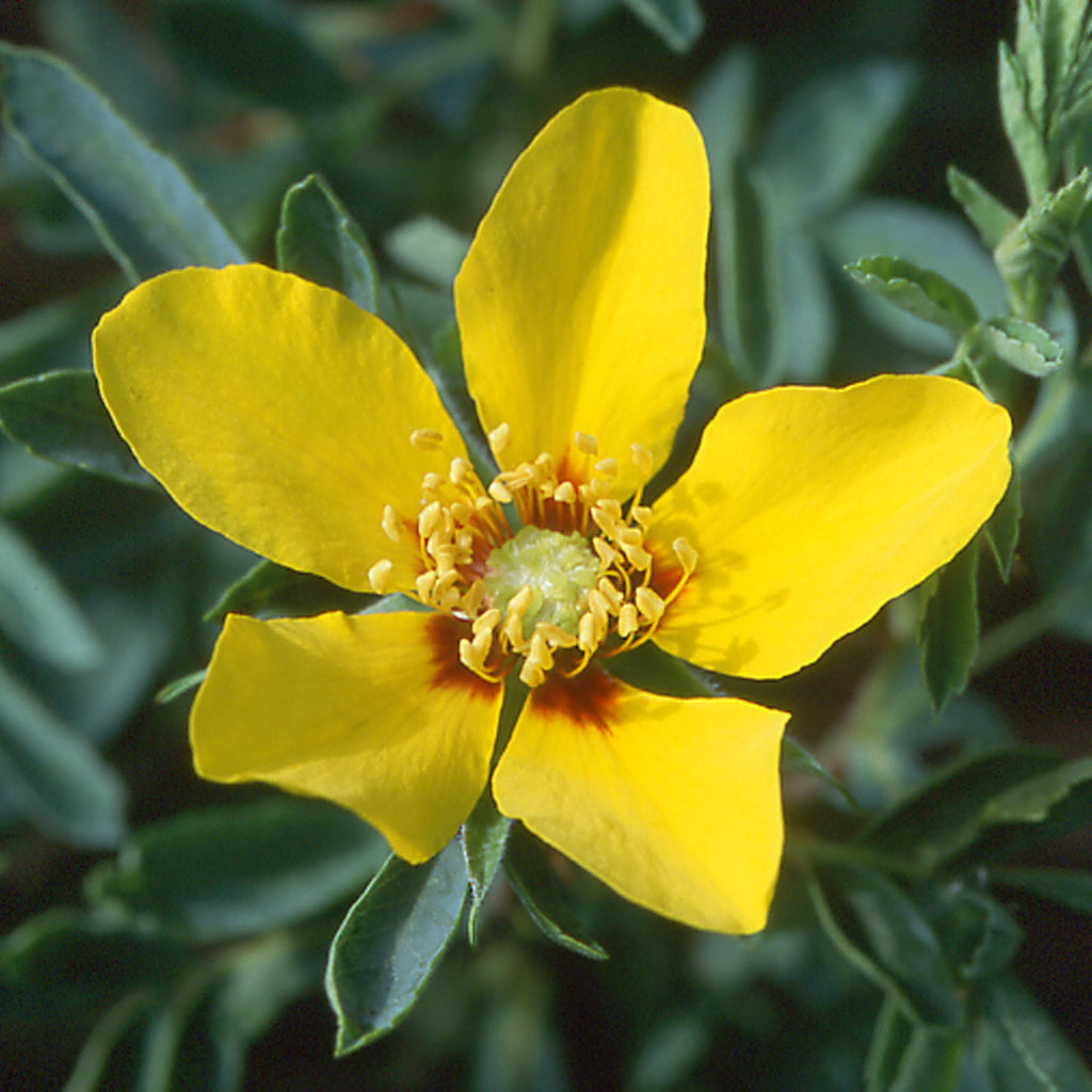 Hulthemia Edward Hyams | Wild Rose | David Austin Roses