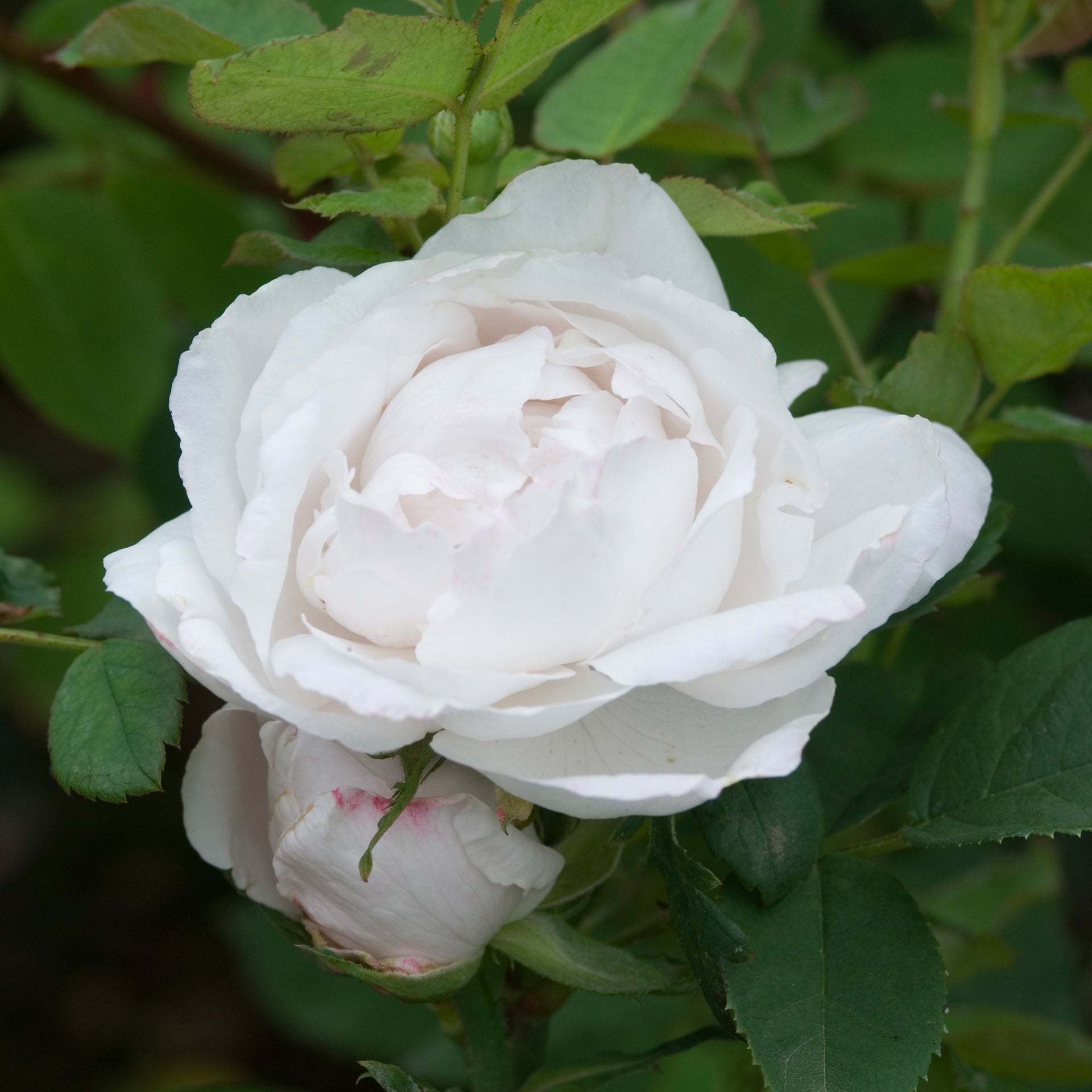 Mabel Morrison | Old Rose | David Austin Roses
