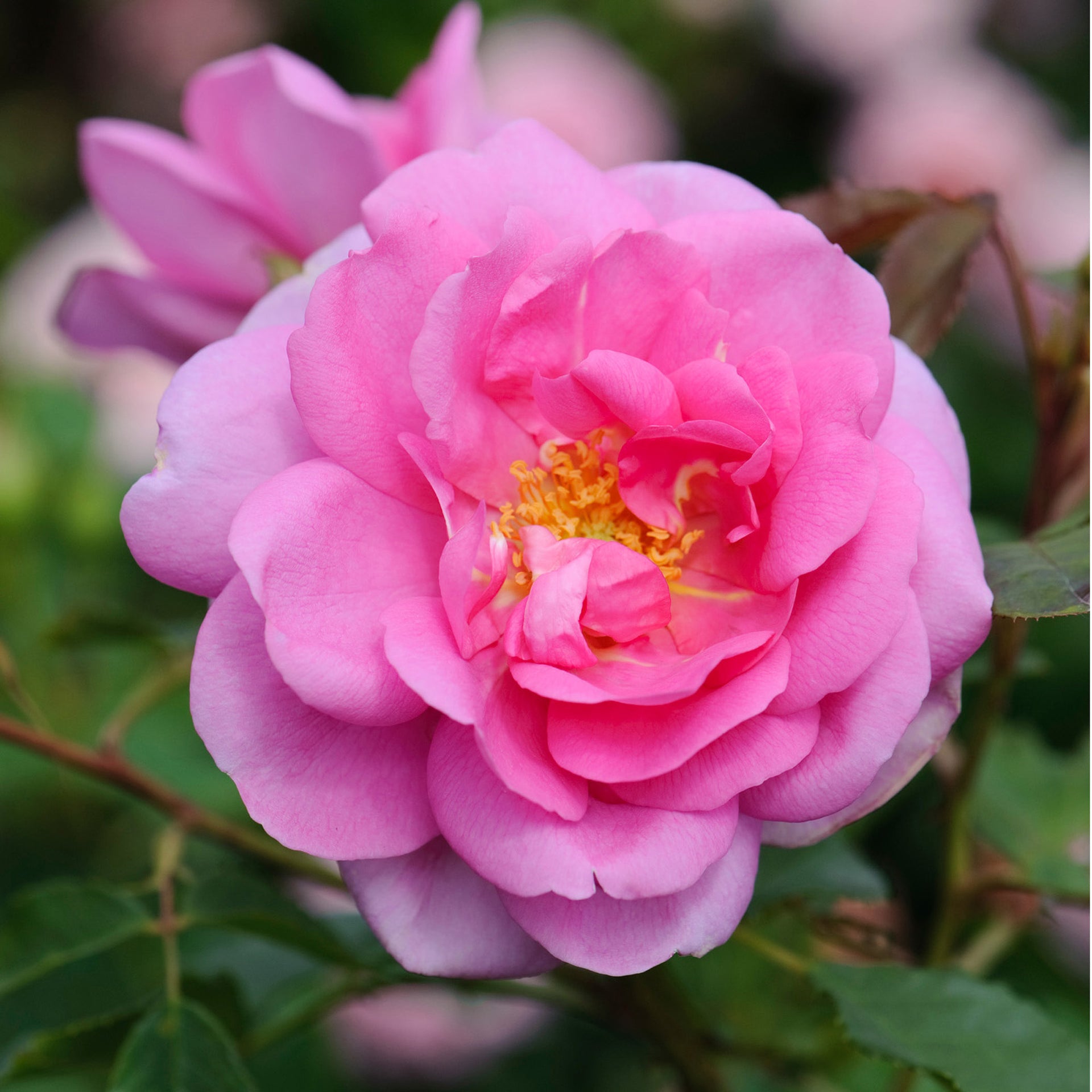 Cariad | English Shrub Rose | David Austin Roses
