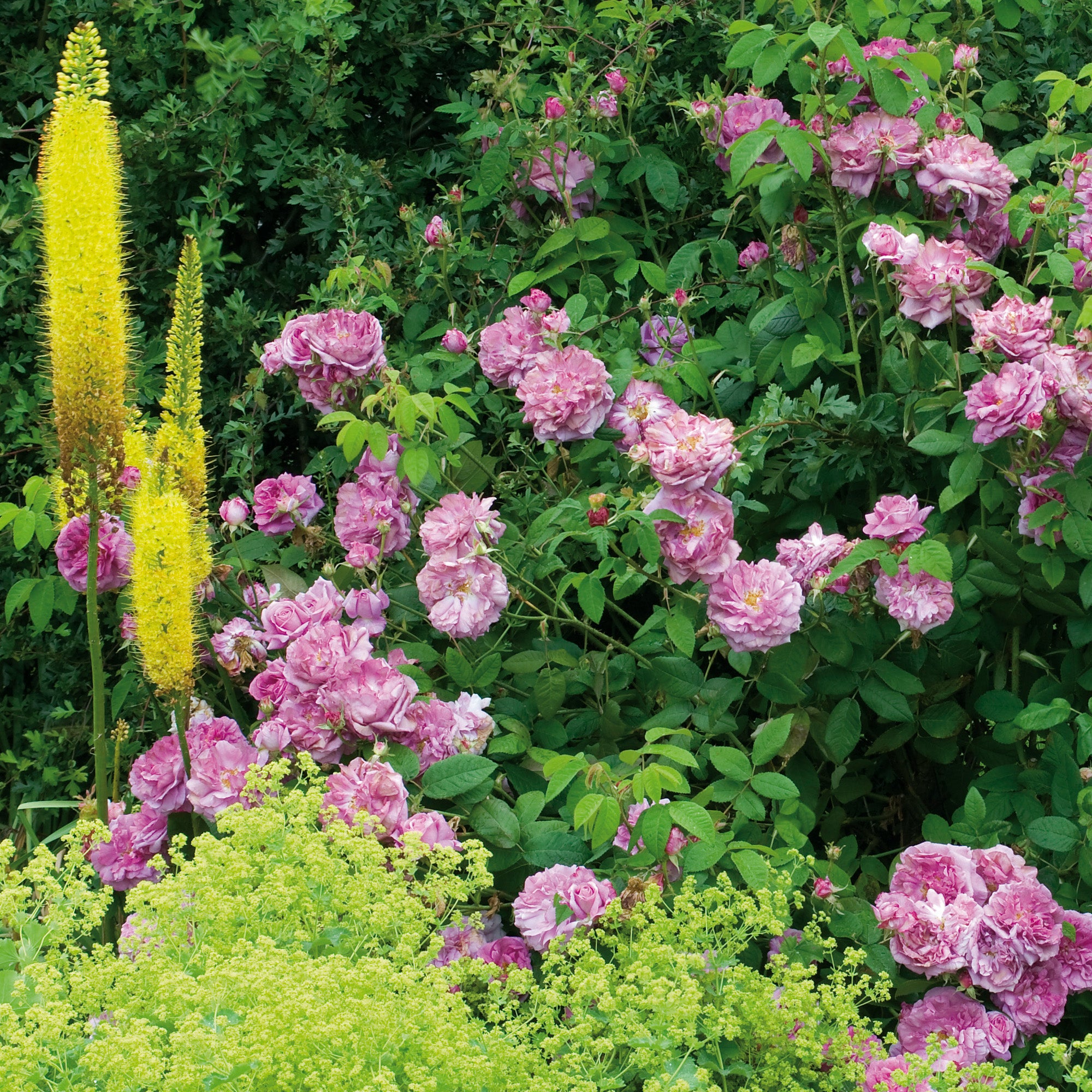 Ispahan | Old Rose | David Austin Roses