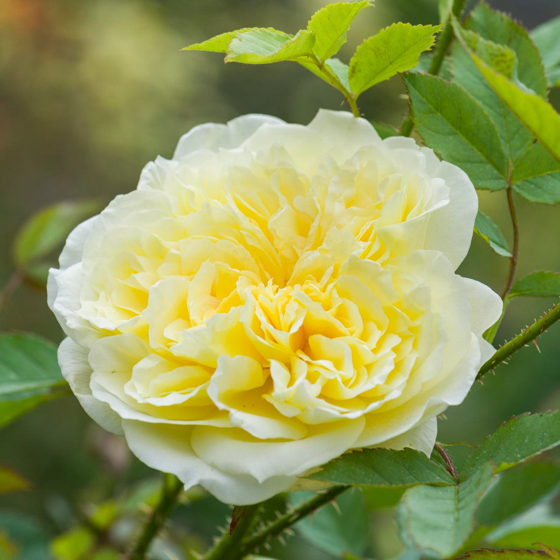 The Country Parson (Ausclergy) | English Shrub Rose | David Austin Roses