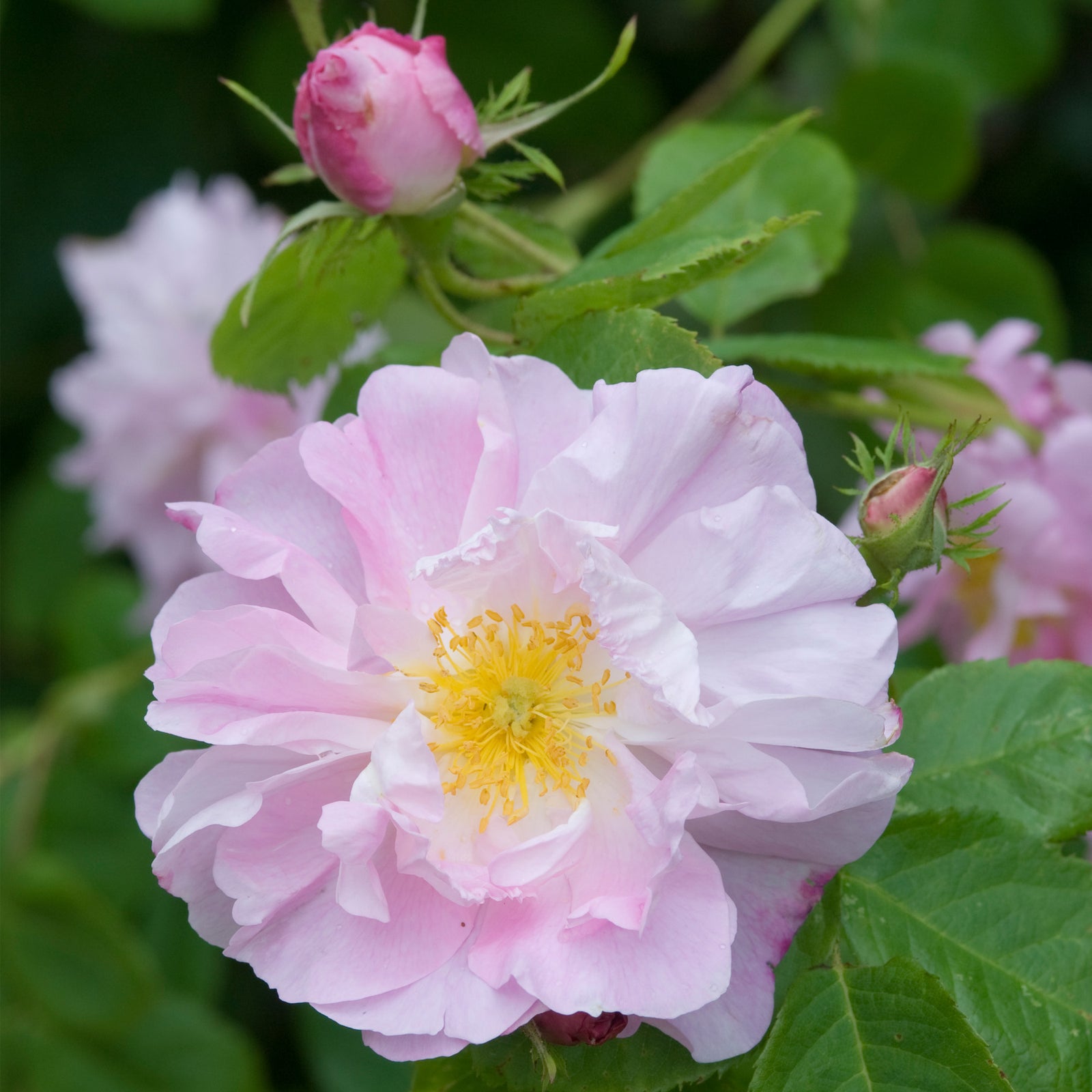 Damask Roses | David Austin Roses