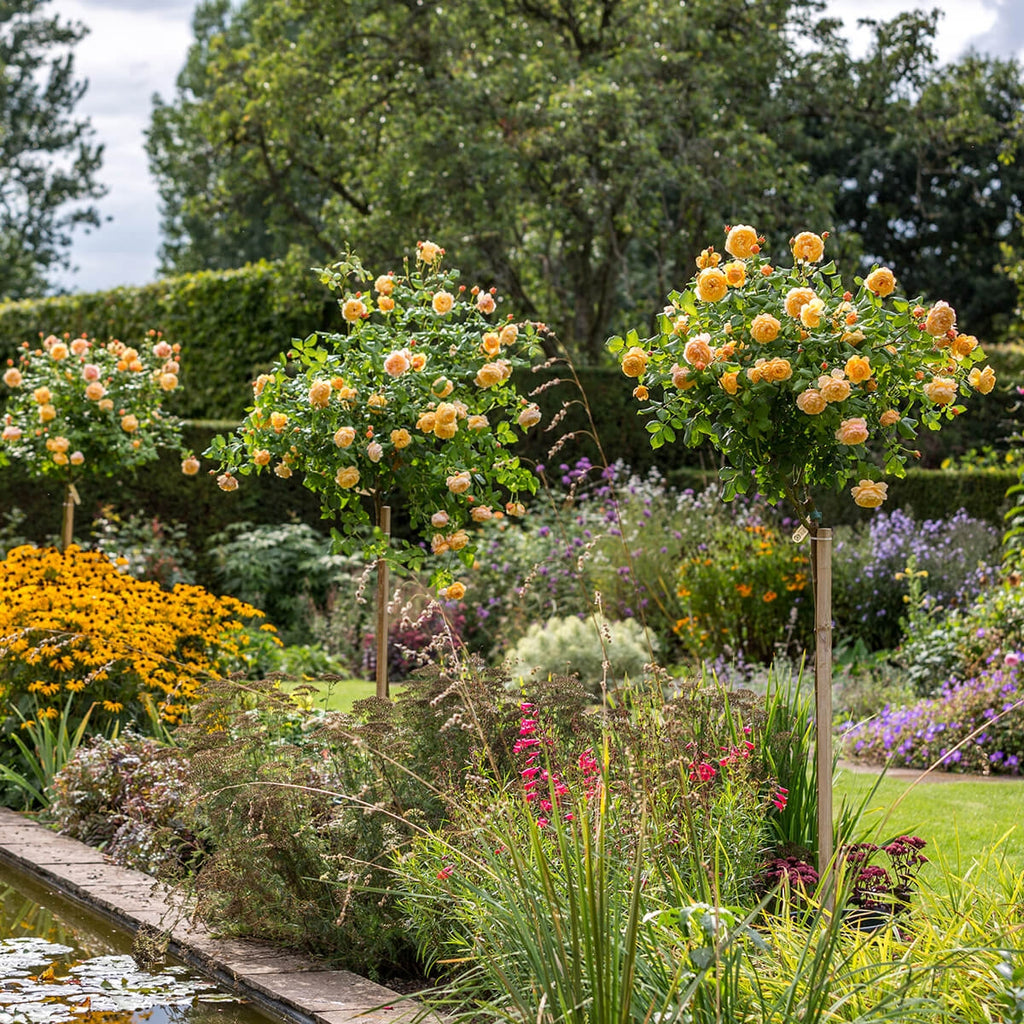 Roald Dahl (Ausowlish) | English Standard Tree Rose | David Austin Roses