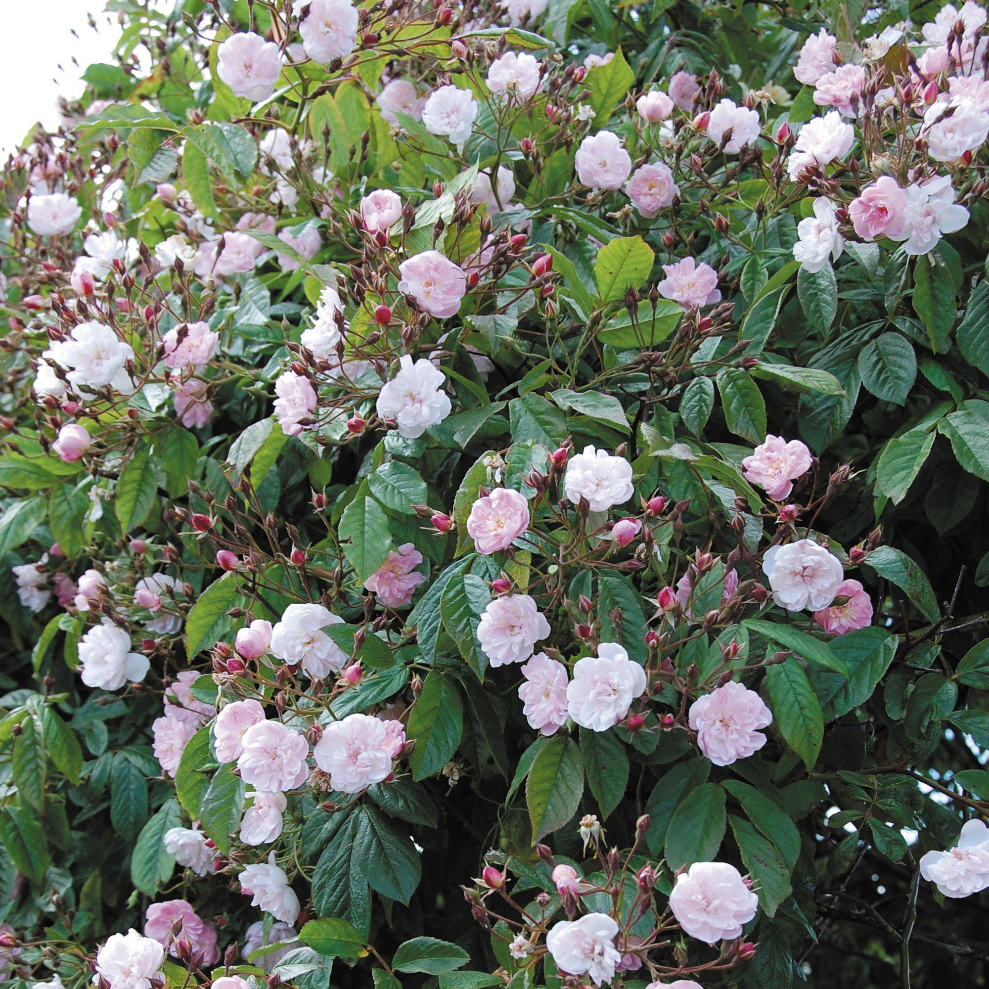 Dentelle de Malines | Rambling Rose | David Austin Roses