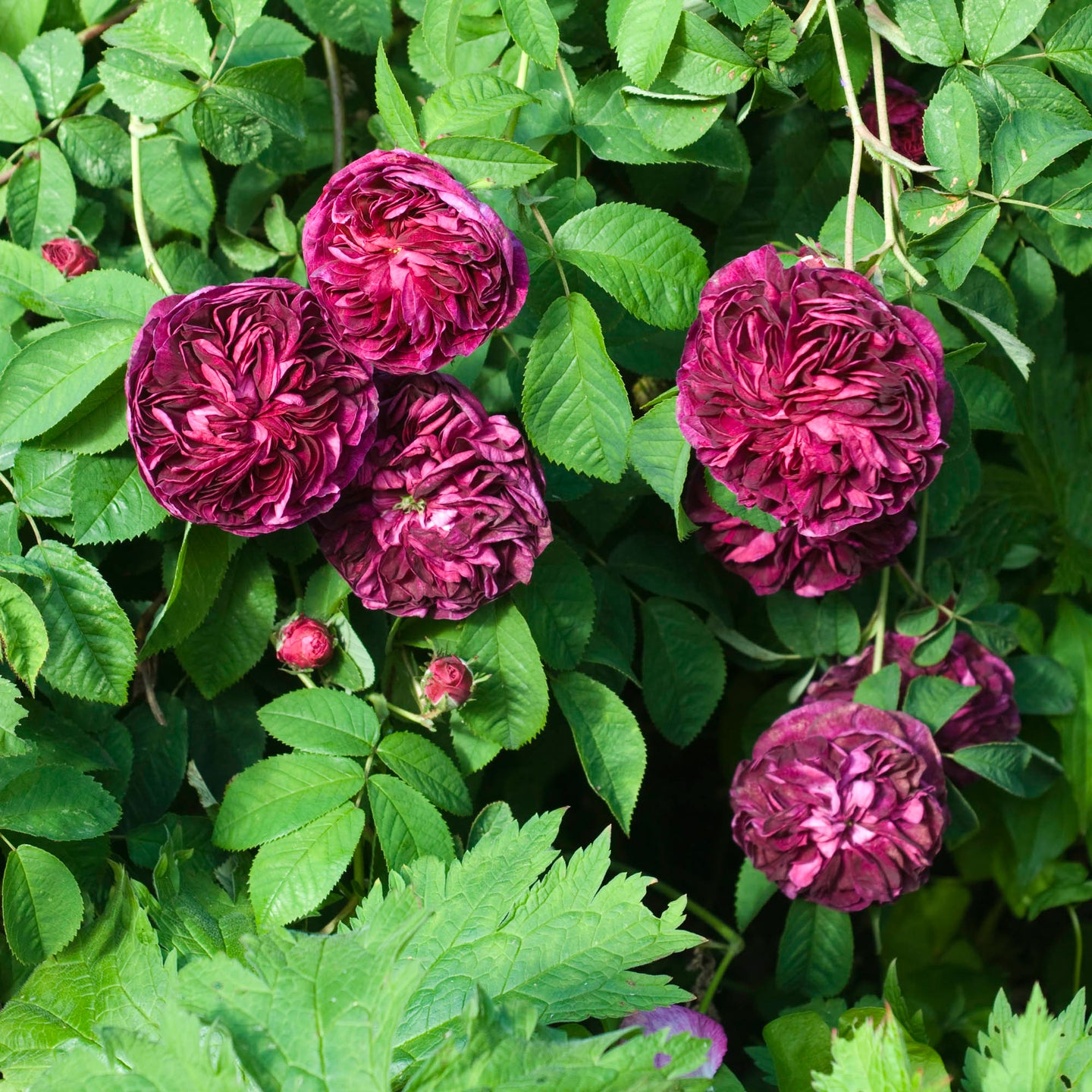 Charles de Mills | Old Rose | David Austin Roses