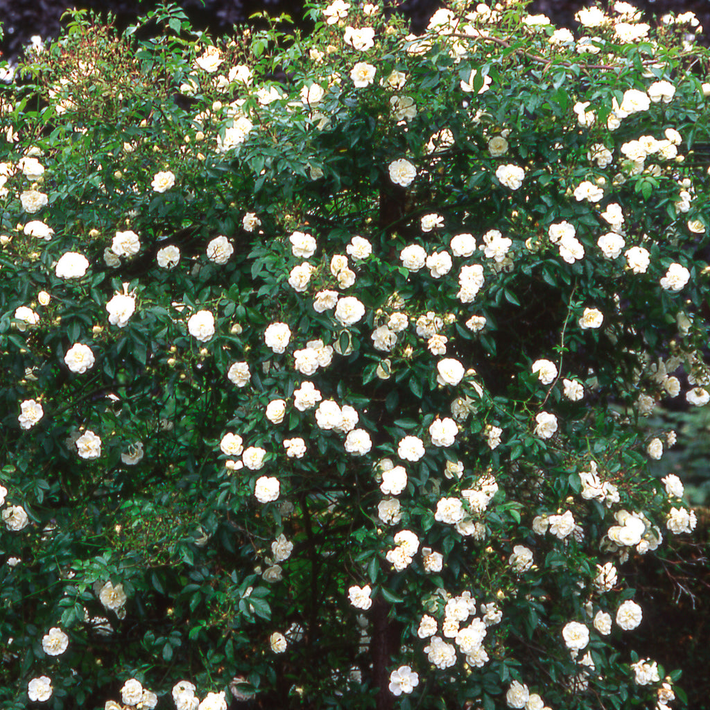 Sanders' White | Rambling Rose | David Austin Roses