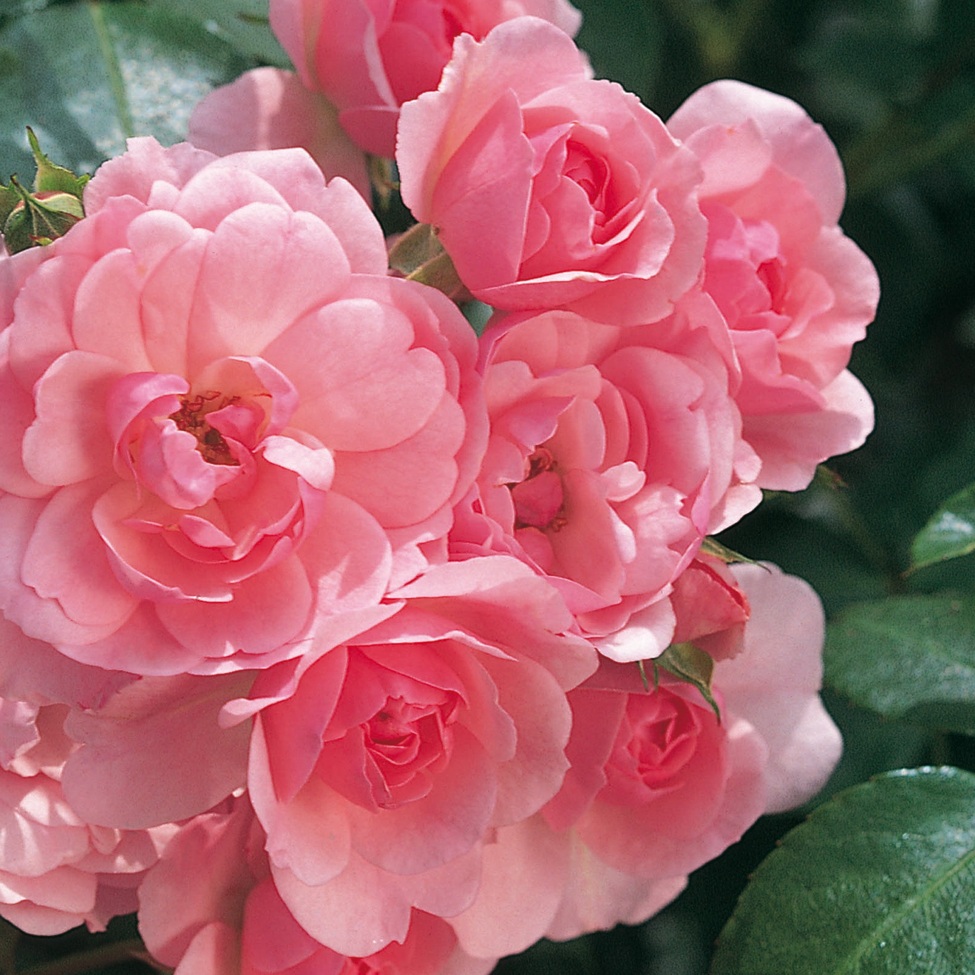 Bonica | Standard Tree Rose | David Austin Roses