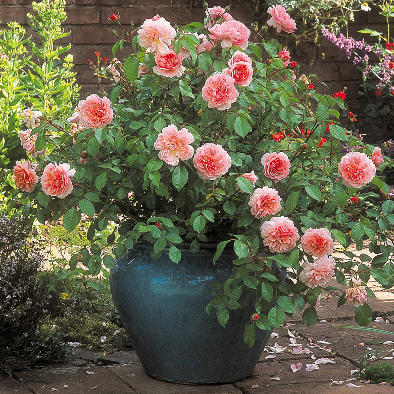 Anne Boleyn (Ausecret) | English Shrub Rose | David Austin Roses