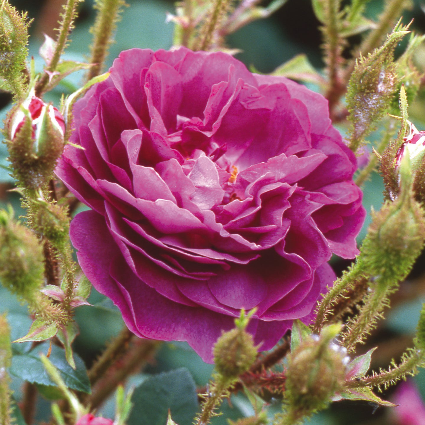 Moss Roses | David Austin Roses